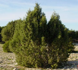 Thuya wood products - Page 1 - FossilsPlus.com - Quality Fossils for ...